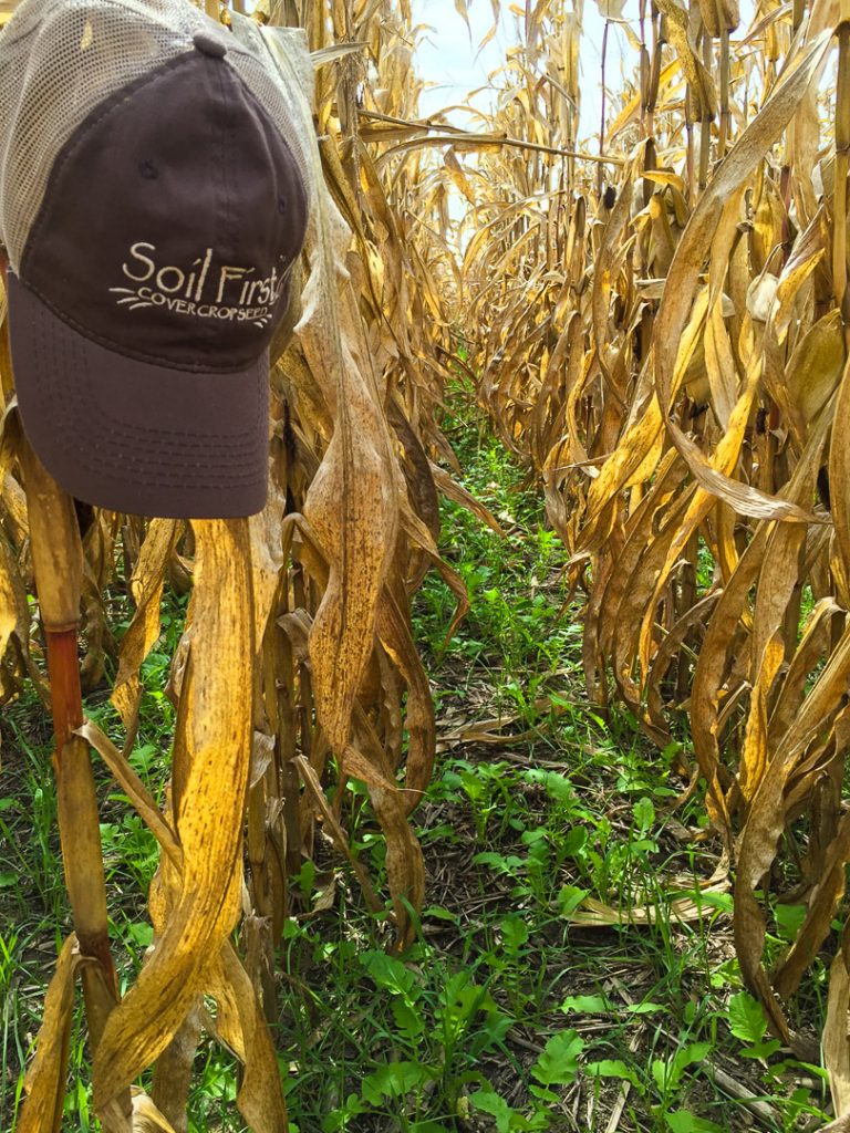 Cover Crops Bring Big Benefits to Organic Farms - AgriSecure